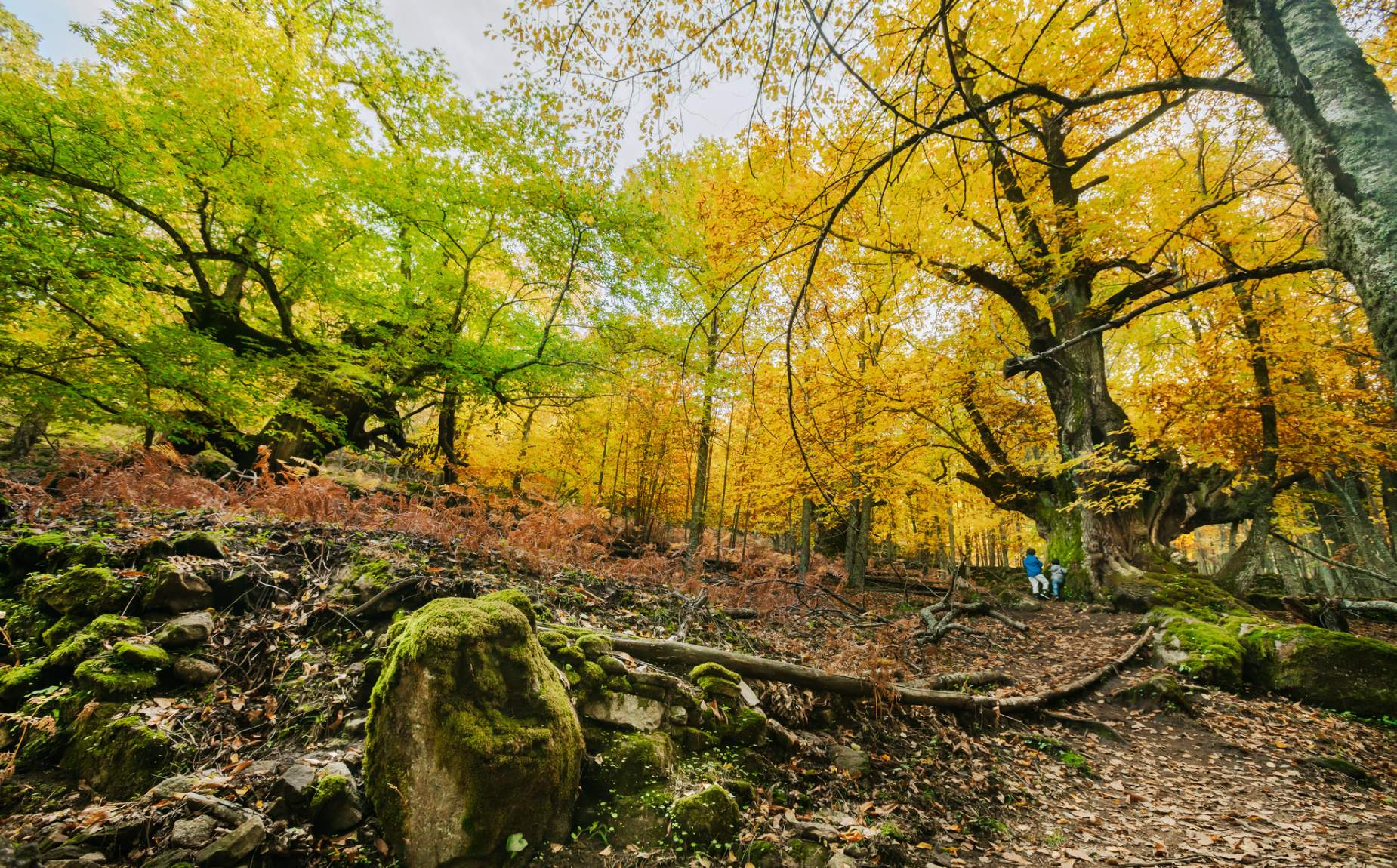 Eco-active territory