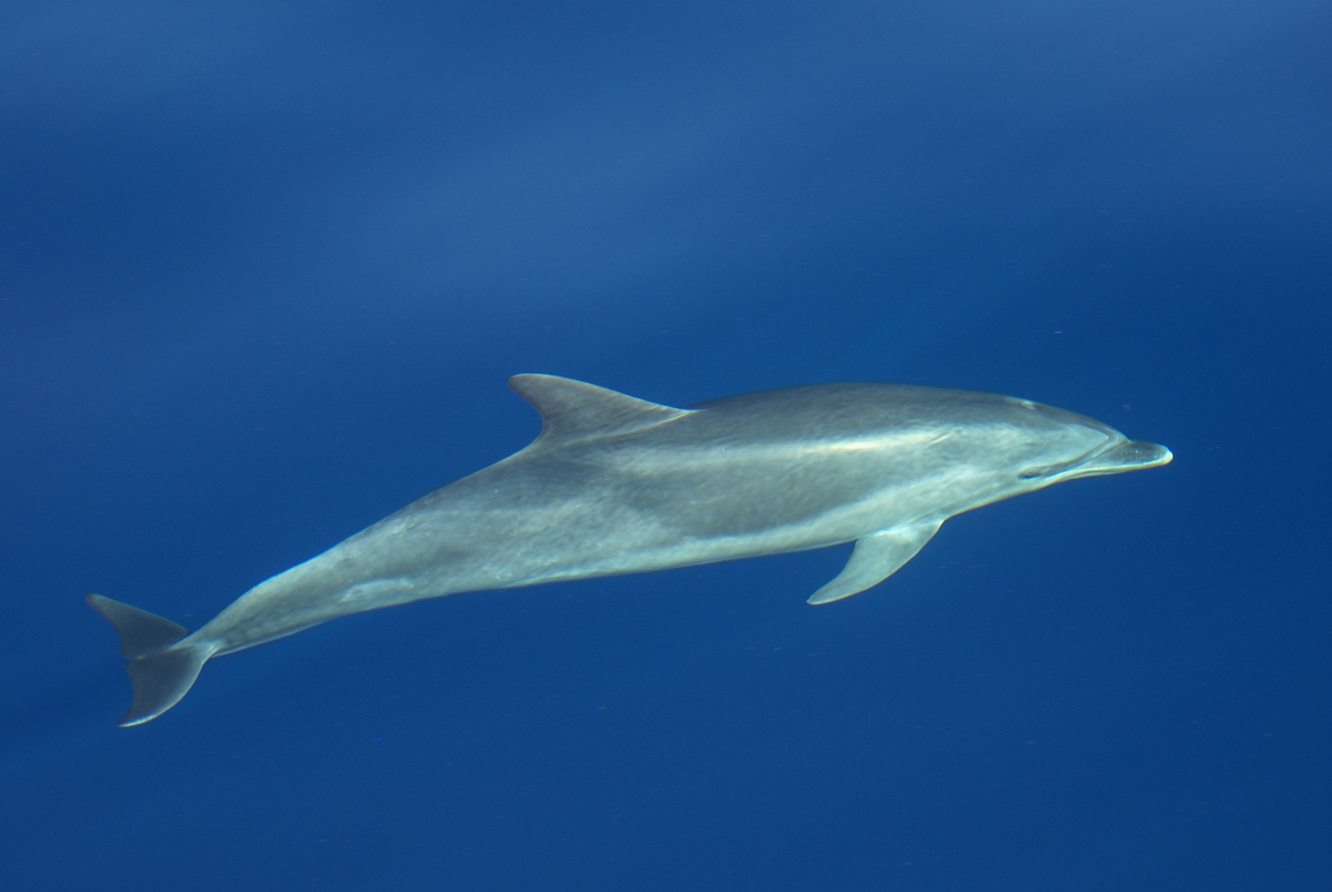 Fancy Adventure. Safari to the North